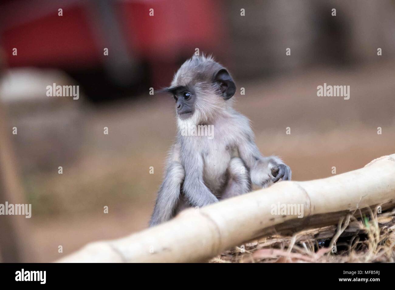 Baby Common langur Sri Lanka Stock Photo - Alamy