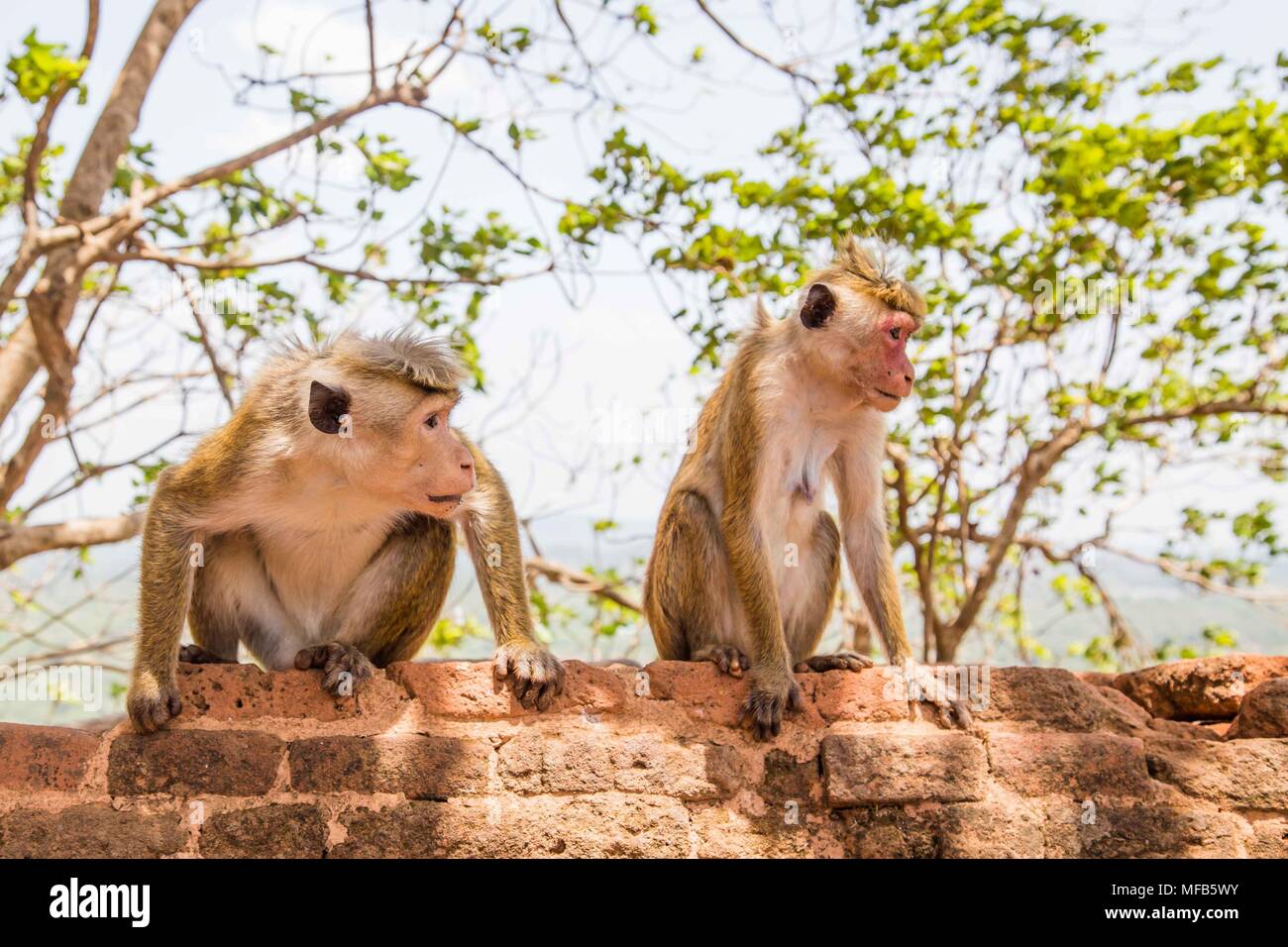 Red faces macaque (Macaca fuscata) on top of the SIgiriya mount Stock ...