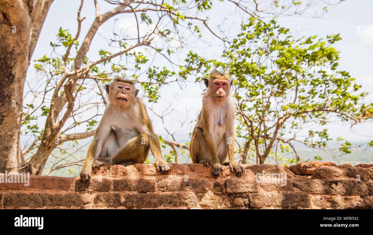 Red faces macaque (Macaca fuscata) on top of the SIgiriya mount Stock ...