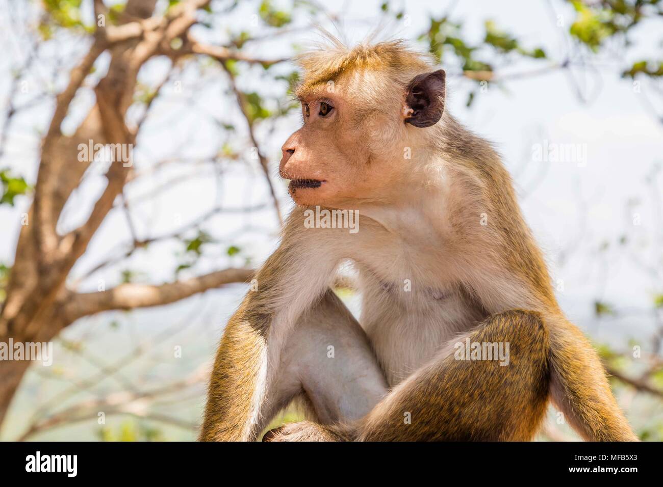 Red faces macaque (Macaca fuscata) on top of the SIgiriya mount Stock ...