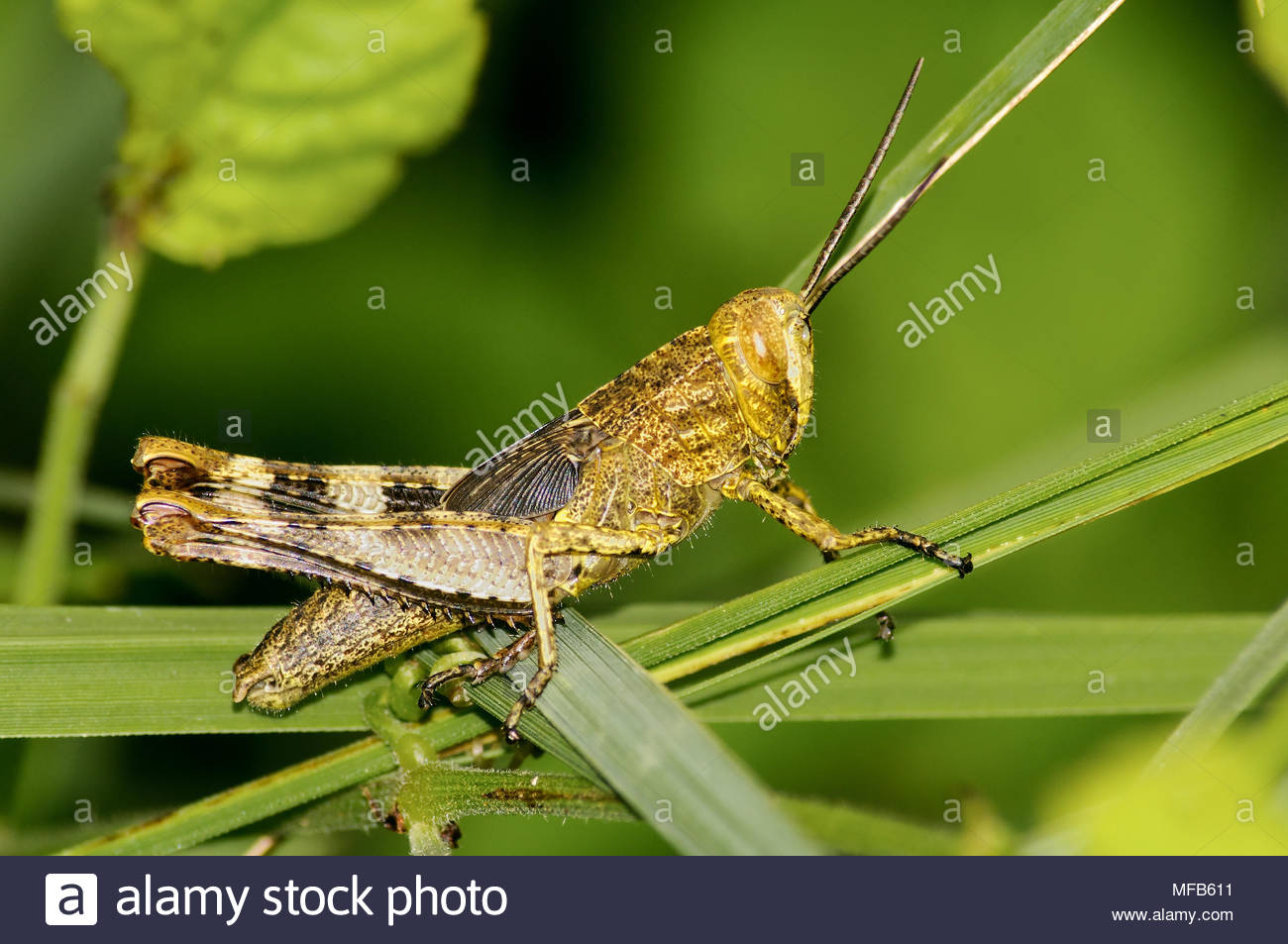India Grasshopper Stock Photos & India Grasshopper Stock Images - Alamy