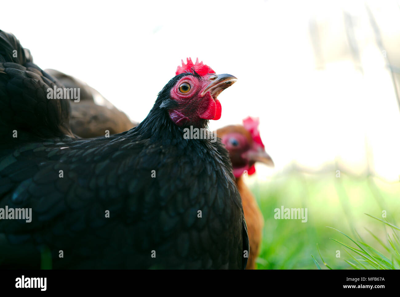 Bantam chicken face hi-res stock photography and images - Alamy