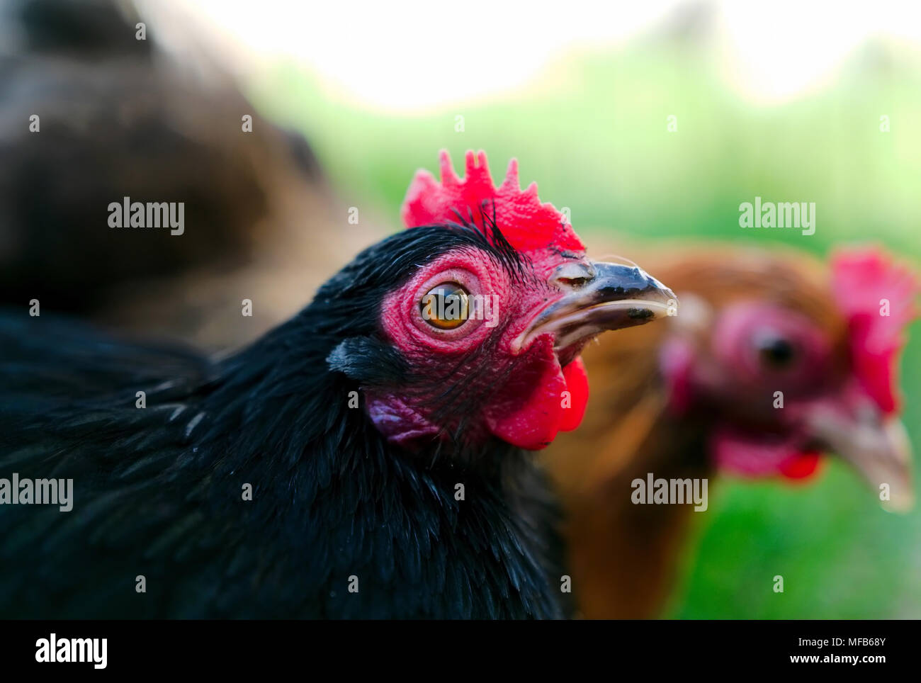 Bantam chicken face hi-res stock photography and images - Alamy