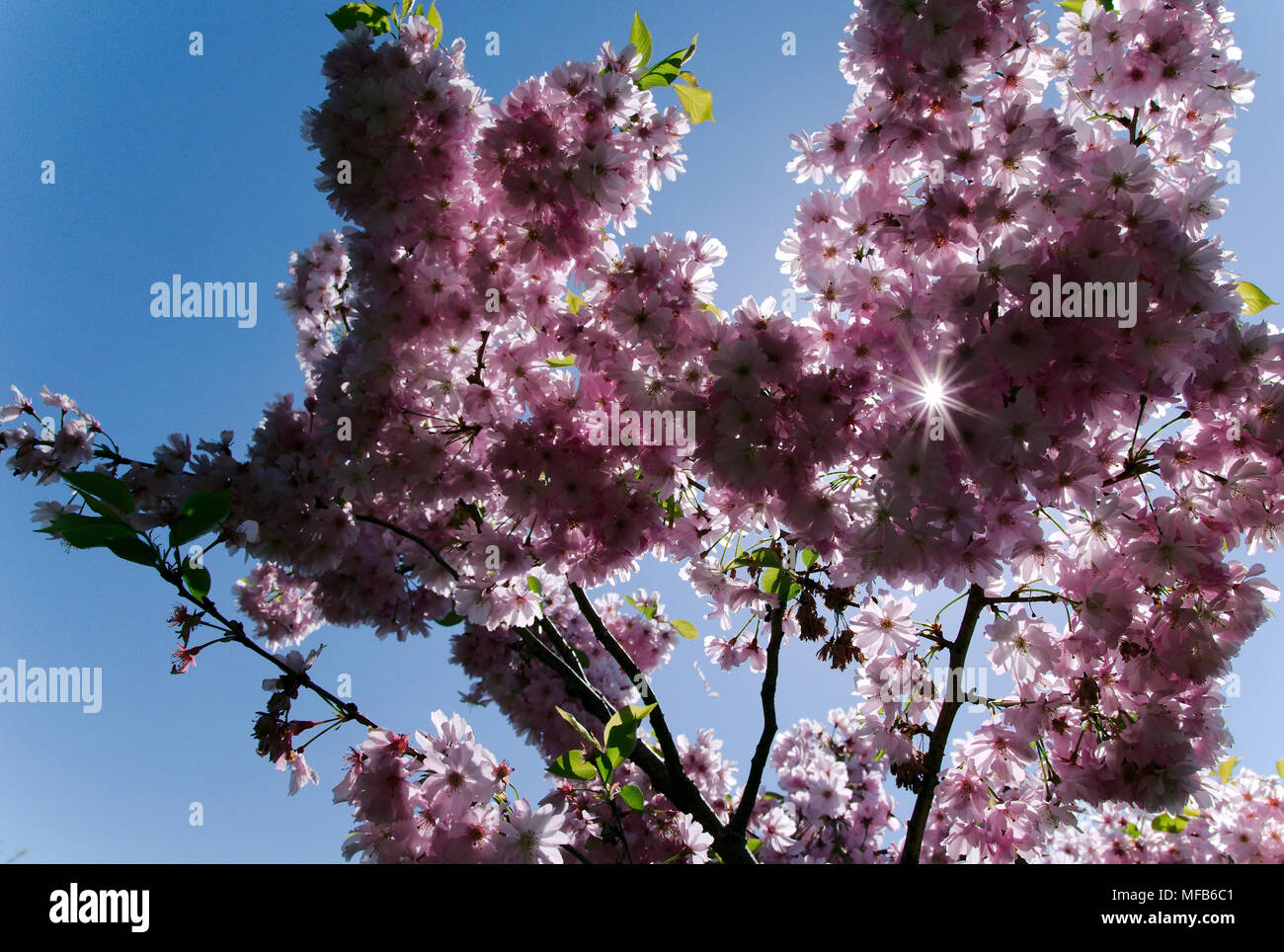 pink flowering tree Stock Photo - Alamy