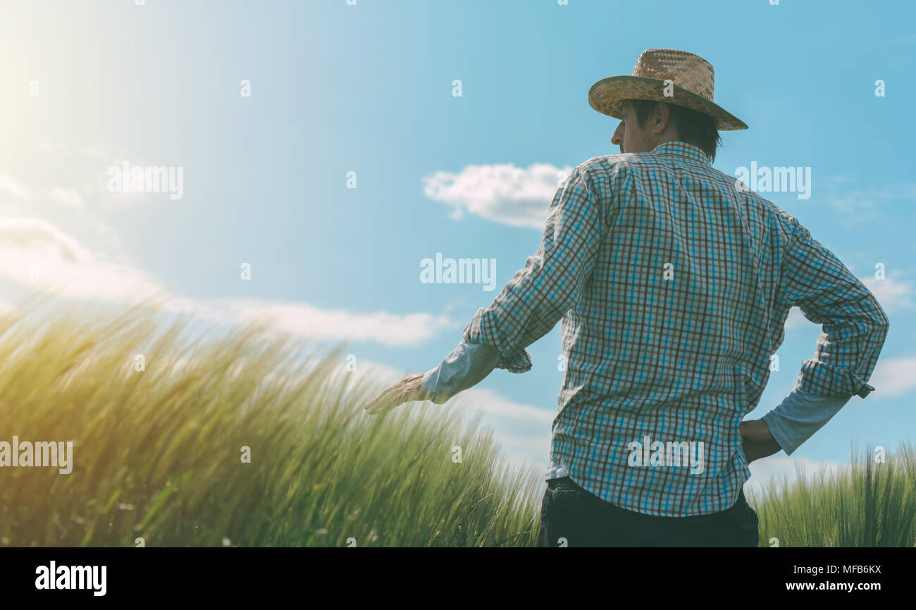 Farmer looking at the sun on the horizon over cultivated wheat crops ...