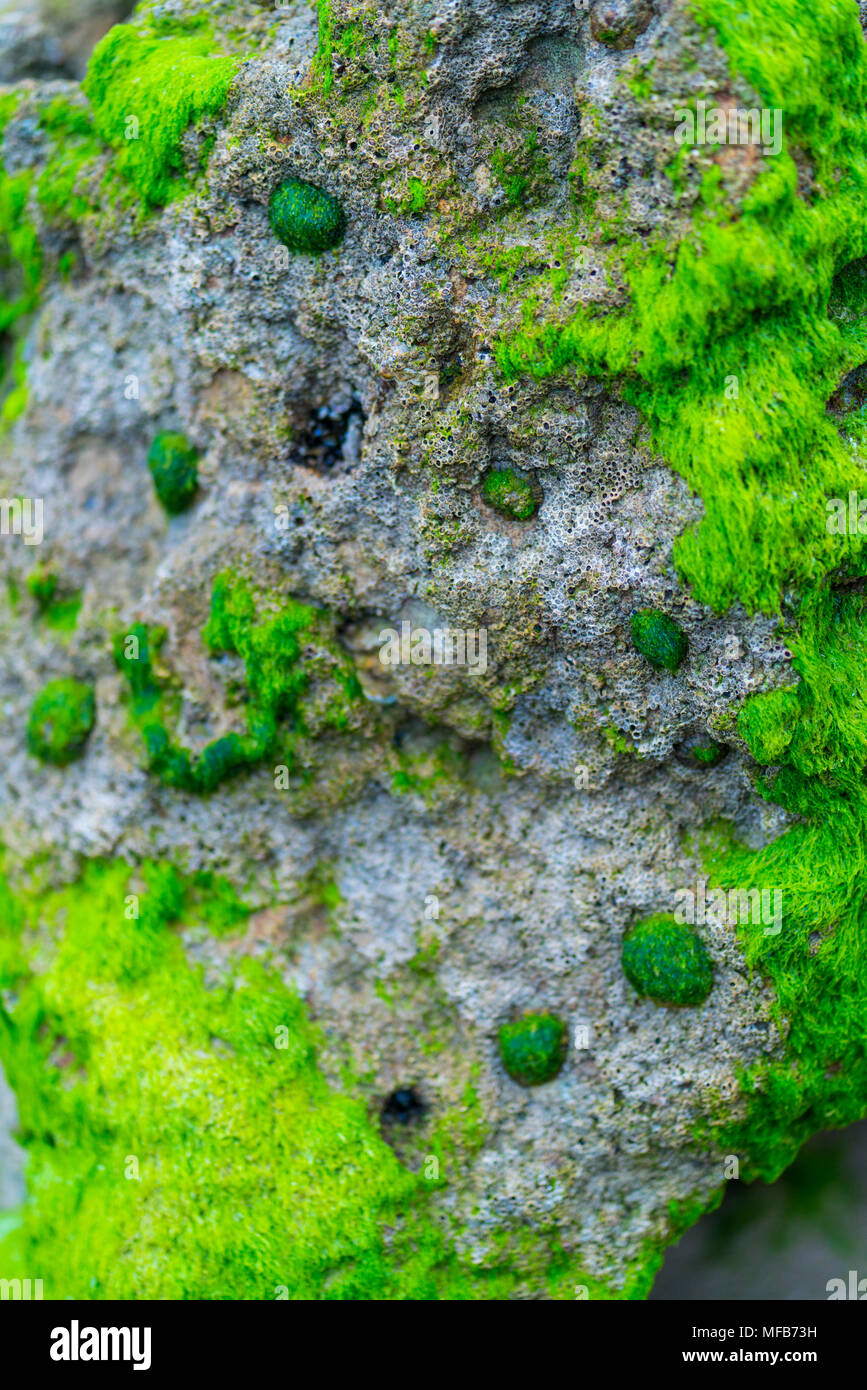 LAPA - LIMPET (Patella aspera), Berria beach, Marismas de Santoña ...