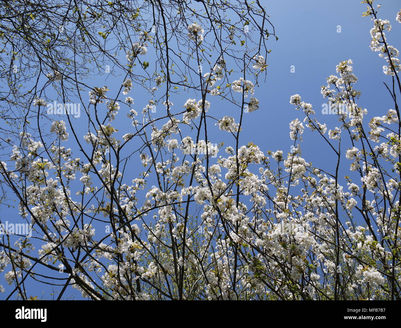 Woodland walk in early spring Stock Photo - Alamy