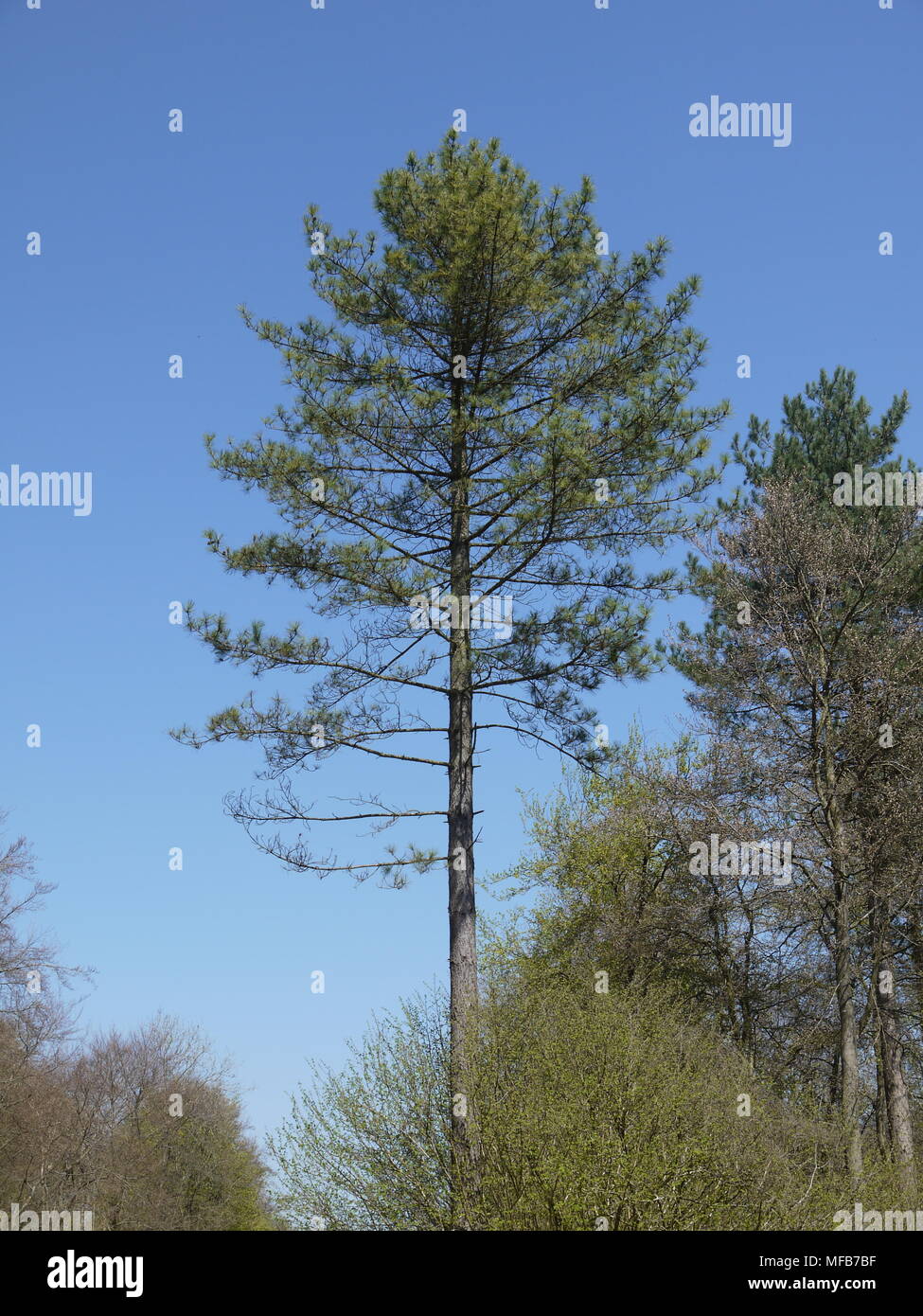 Pine tree in sunshine hi-res stock photography and images - Alamy