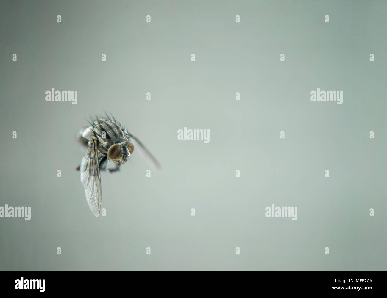 single black fly flying in home - detailed insect Stock Photo - Alamy