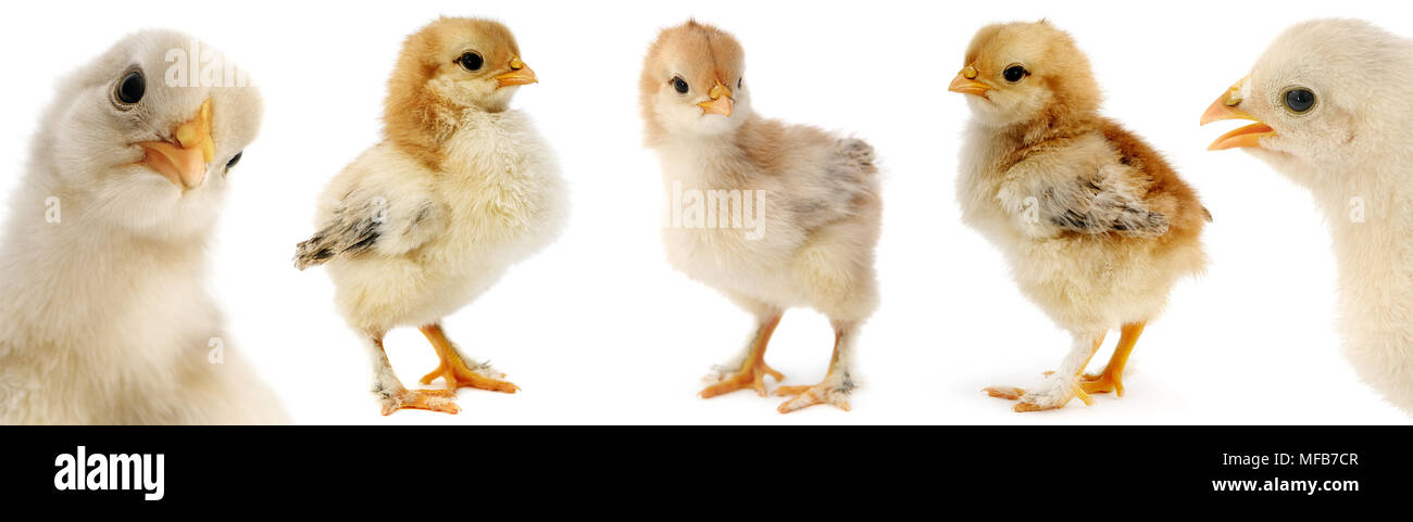 Collection cute furry chicks isolated on white background Stock Photo ...