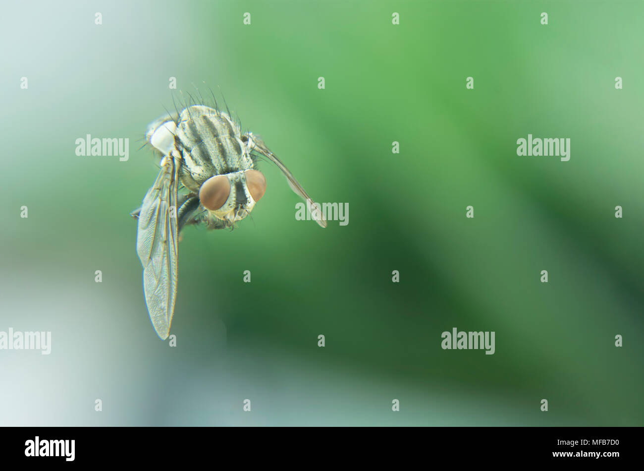 single black fly flying in home - detailed insect Stock Photo - Alamy
