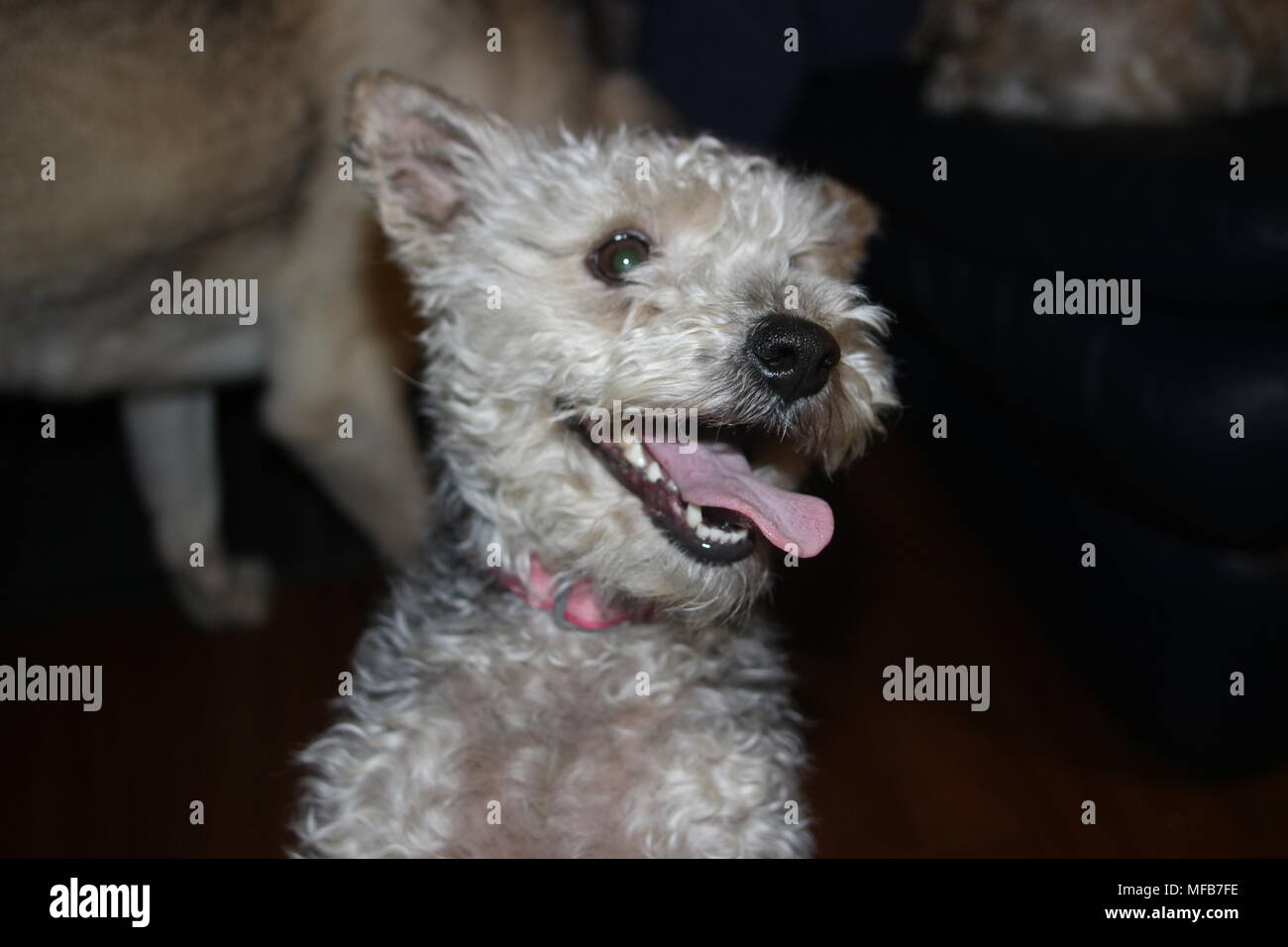 Yorkie and poodle mix, a mutt dog. very cute Stock Photo - Alamy