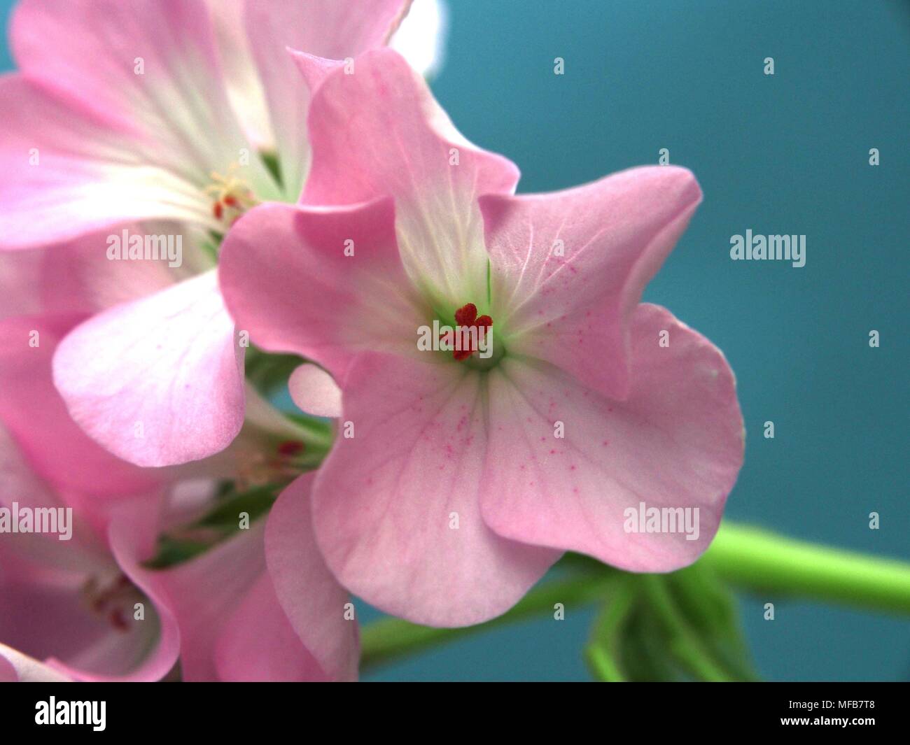 Buds of flowers geranium. The petals are pink. Houseplant. Close up ...