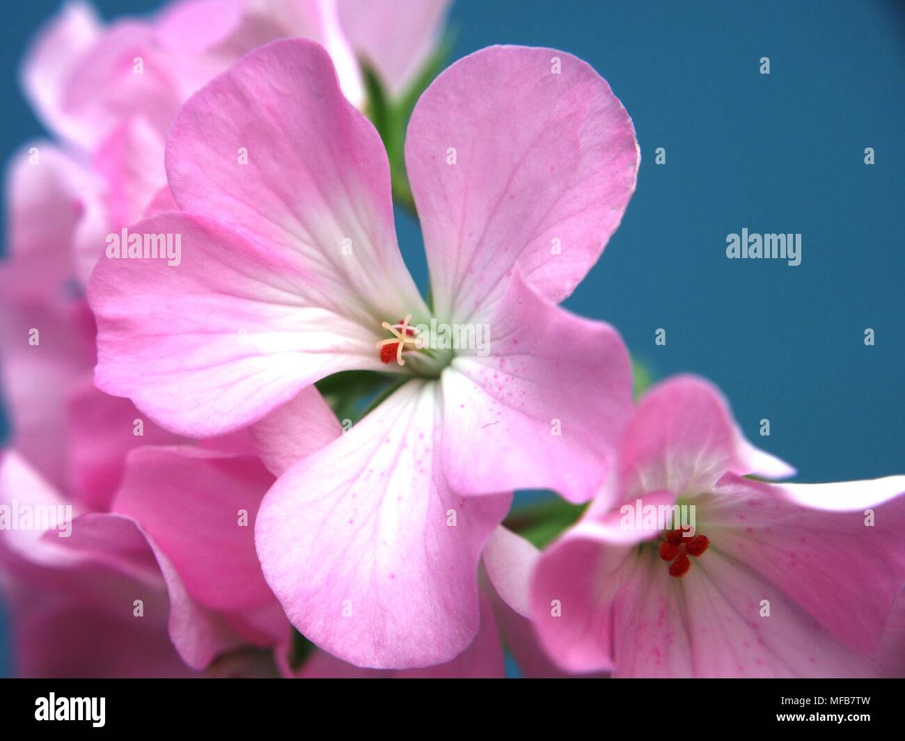 Buds of flowers geranium. The petals are pink. Houseplant. Close up ...