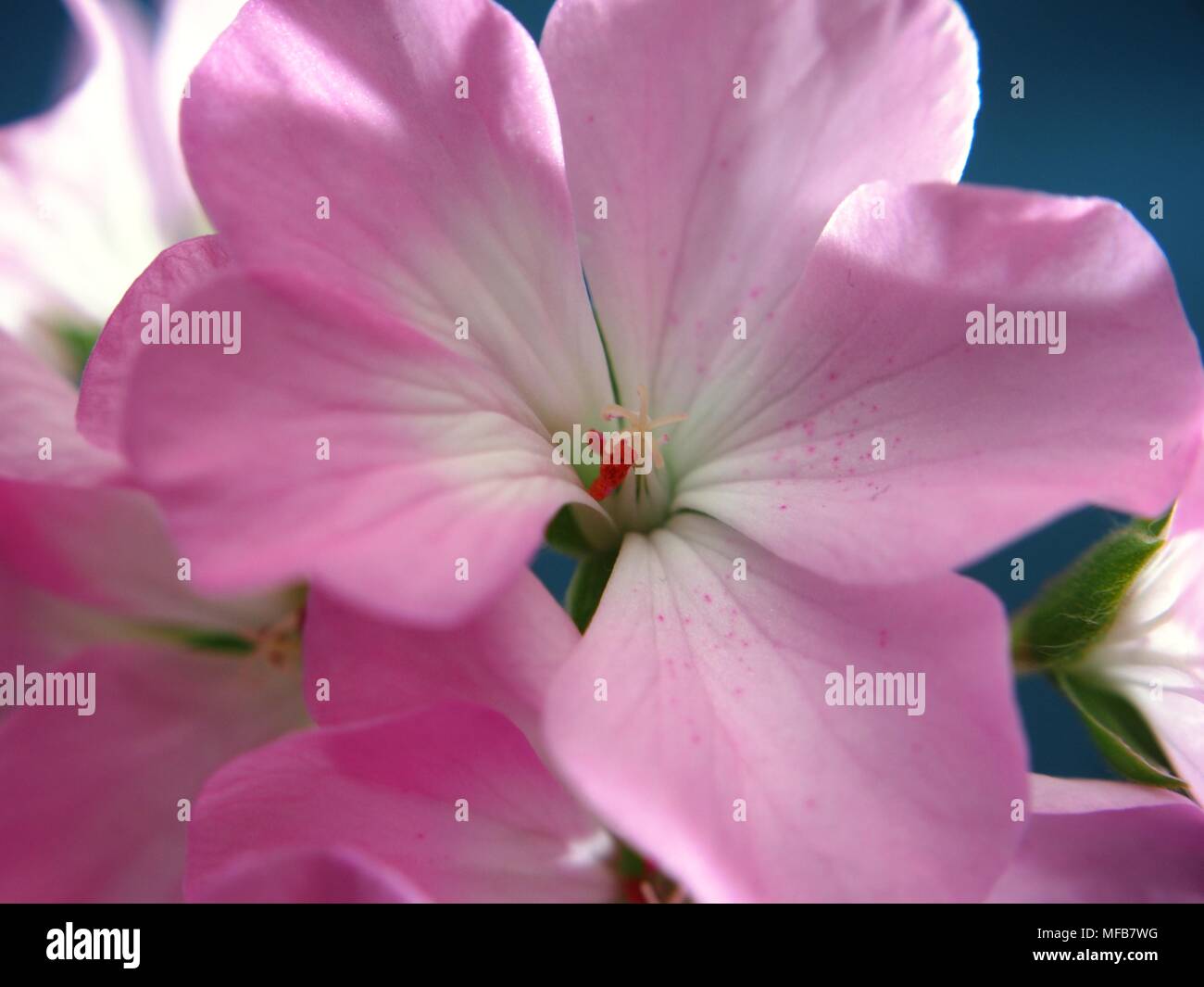 Buds of flowers geranium. The petals are pink. Houseplant. Close up ...