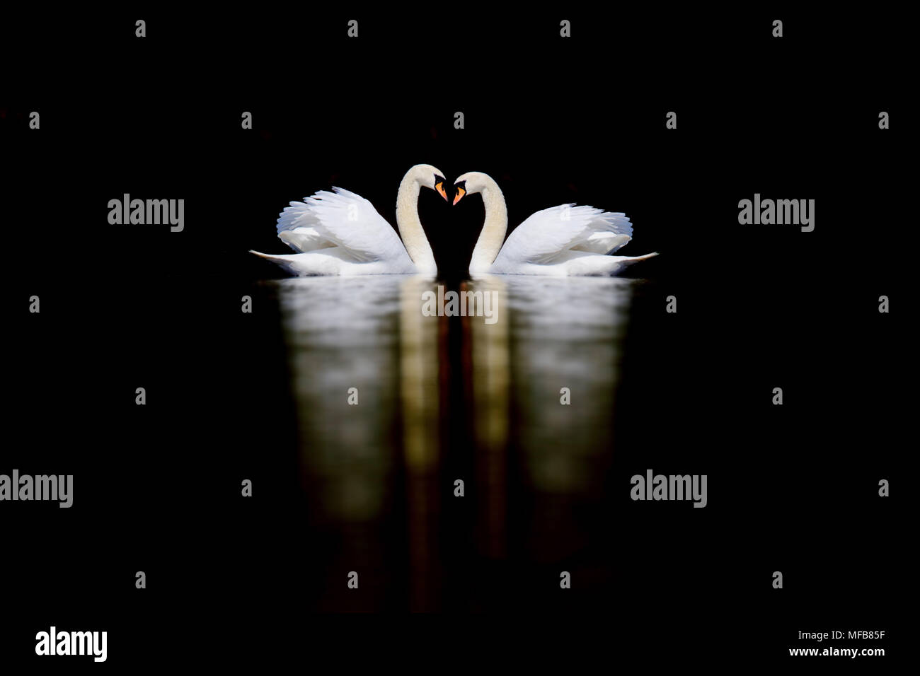 Swans images hi-res stock photography and images - Alamy