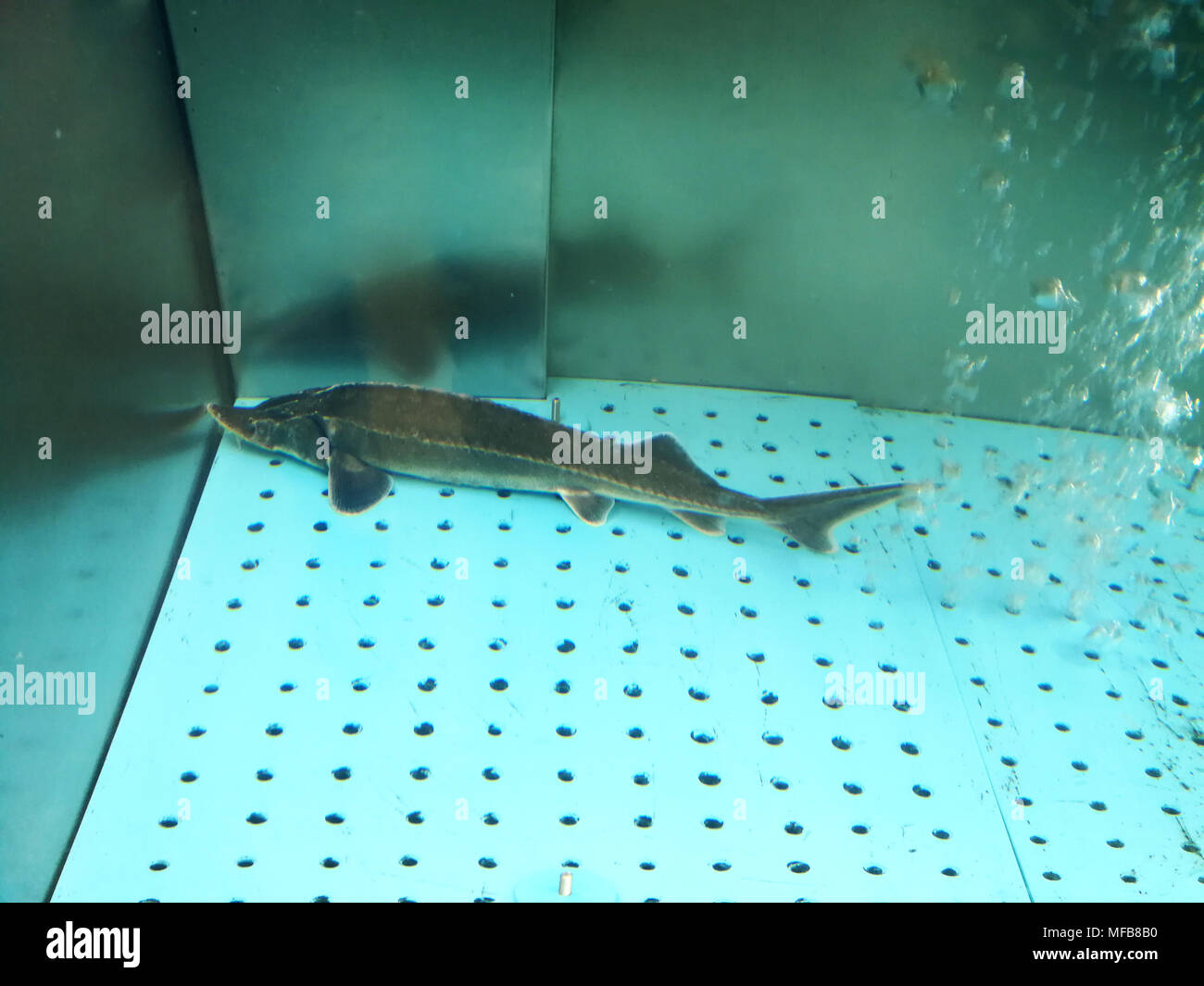 White sturgeon hi-res stock photography and images - Alamy