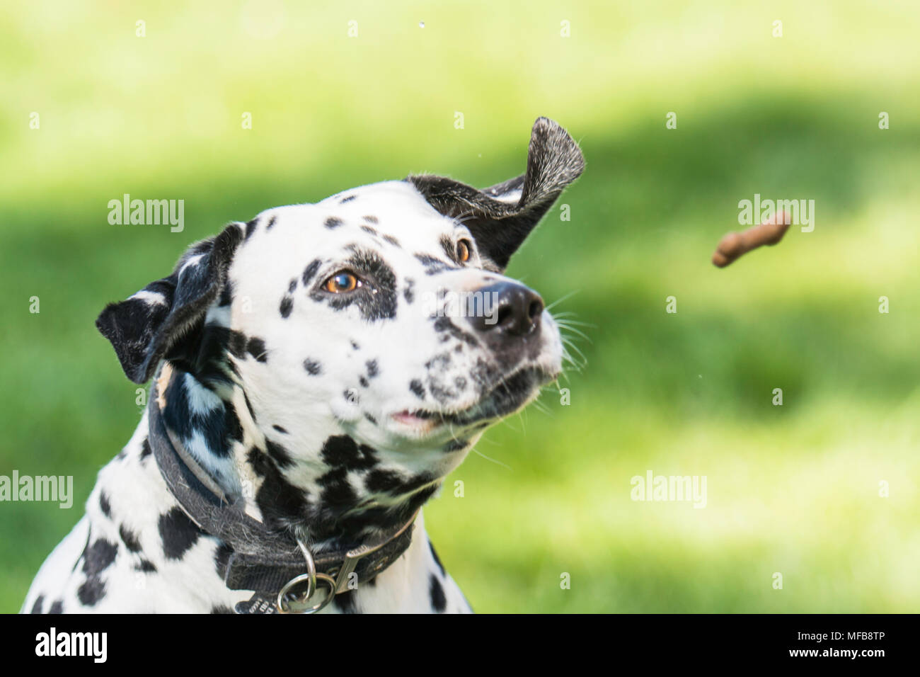 Dalmation dog catching a treat Stock Photo - Alamy