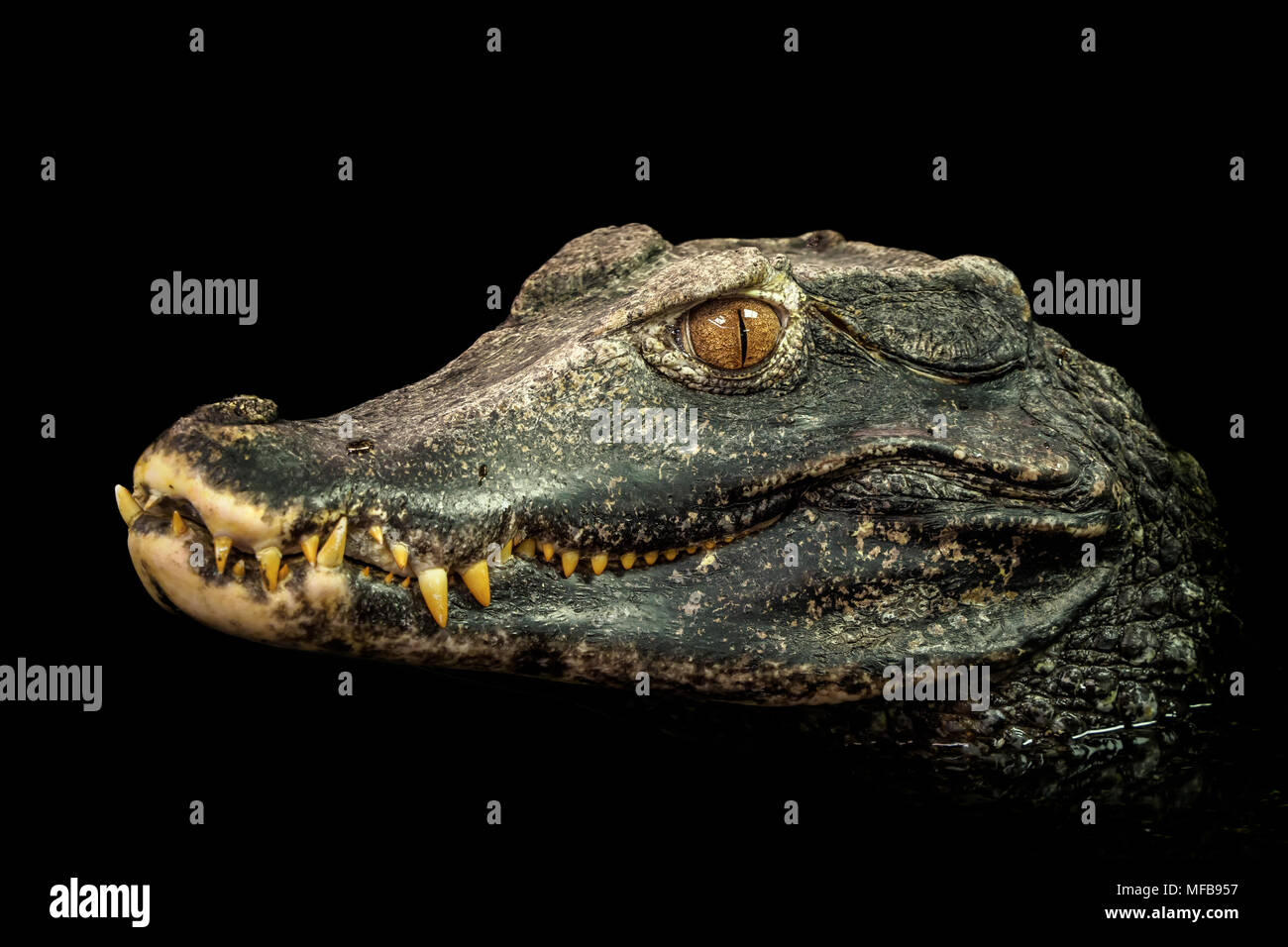 Paleosuchus palpebrosus hi-res stock photography and images - Alamy