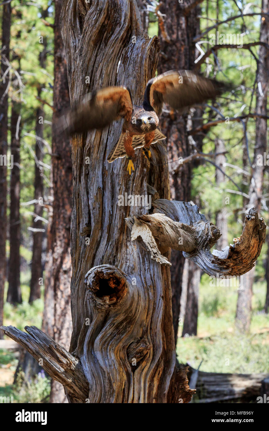 North America, United States, Oregon, Eastern Oregon, Bend, Raptors of ...