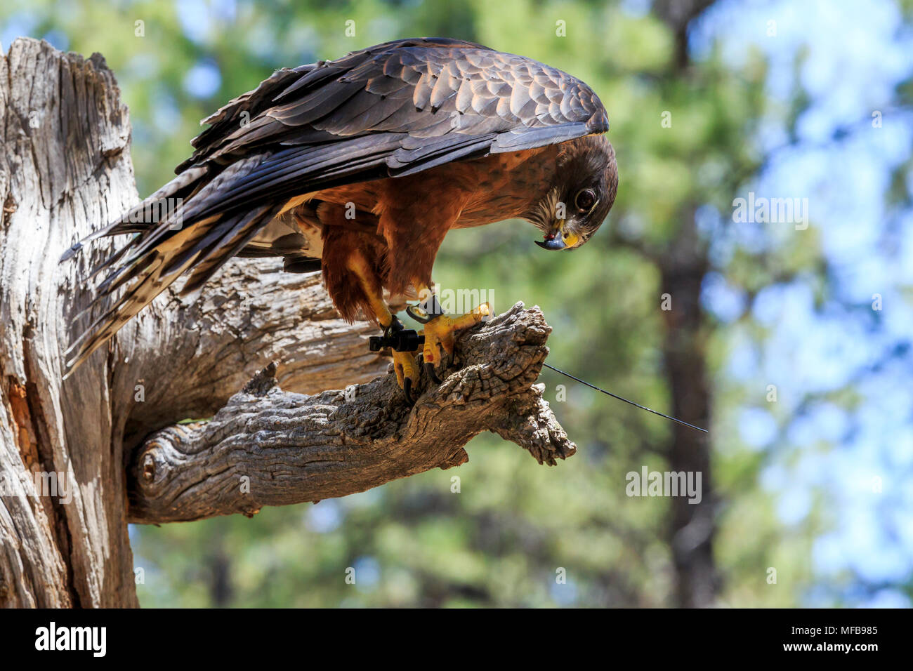 North America, United States, Oregon, Eastern Oregon, Bend, Raptors of ...