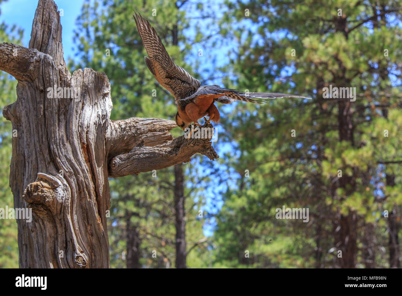 Oregon falcon hi-res stock photography and images - Alamy