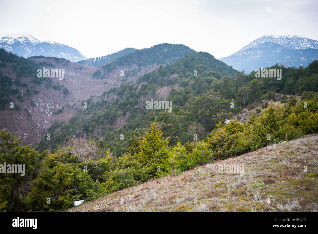 Nature near the Mount Olympus in Greece. Olympus was the home of the ...