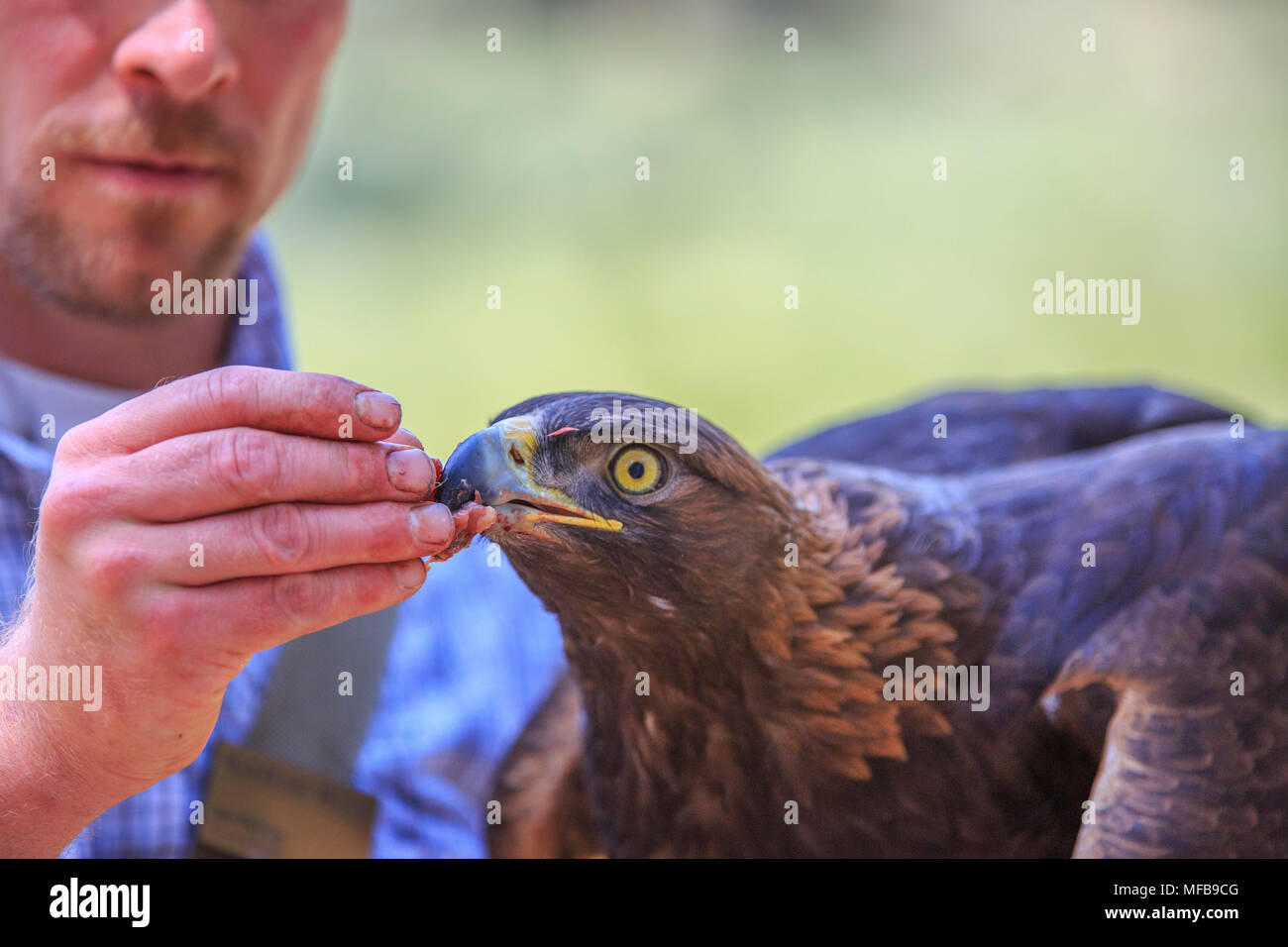 North America, United States, Oregon, Eastern Oregon, Bend, Raptors of ...
