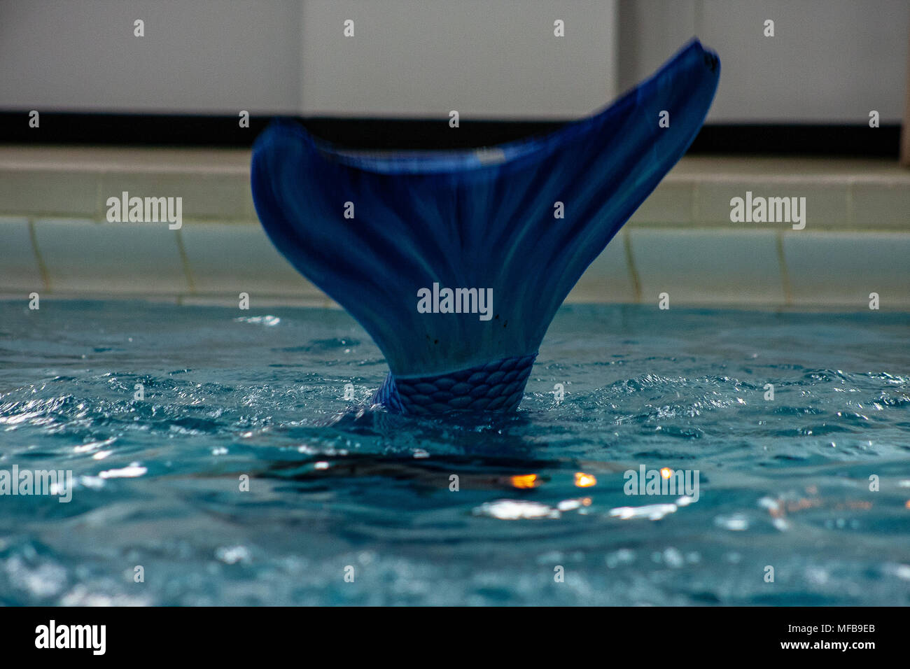 Fish tails shells hi-res stock photography and images - Alamy