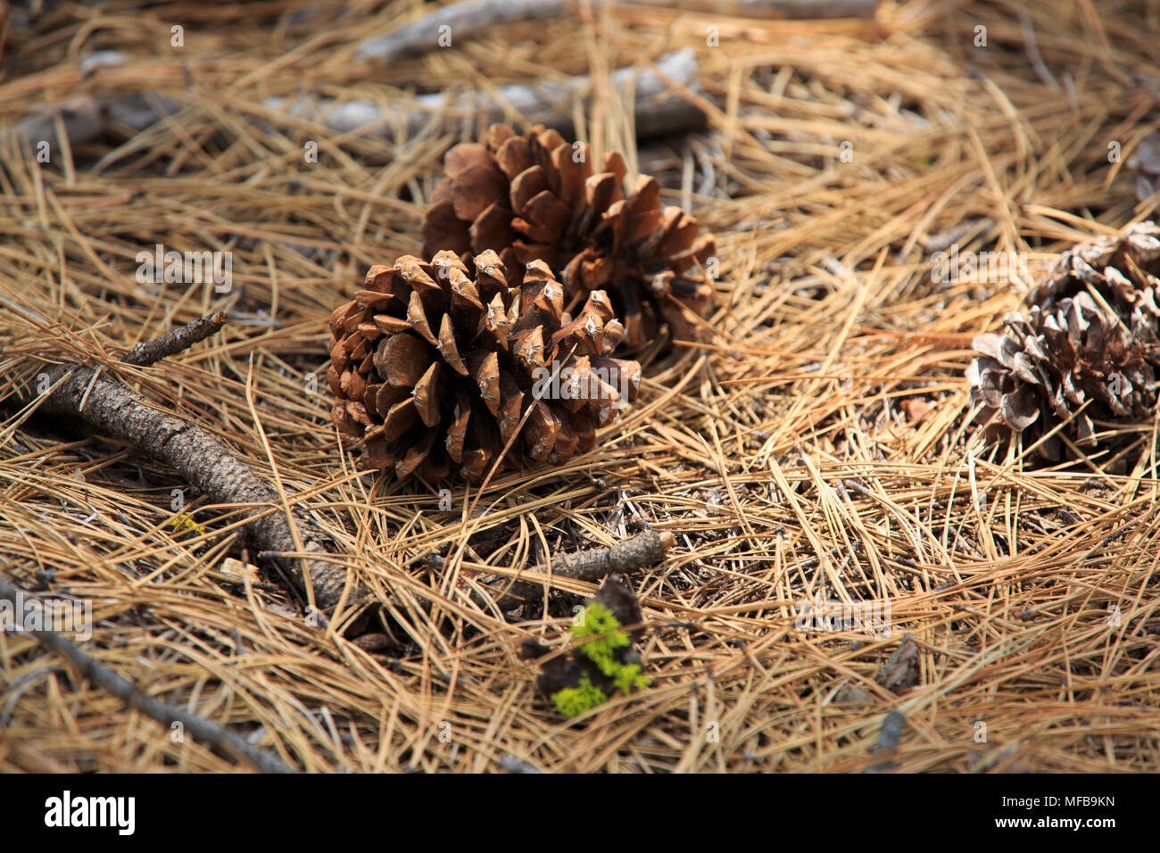 North America, United States, Oregon, Eastern Oregon, Cascade Lakes ...
