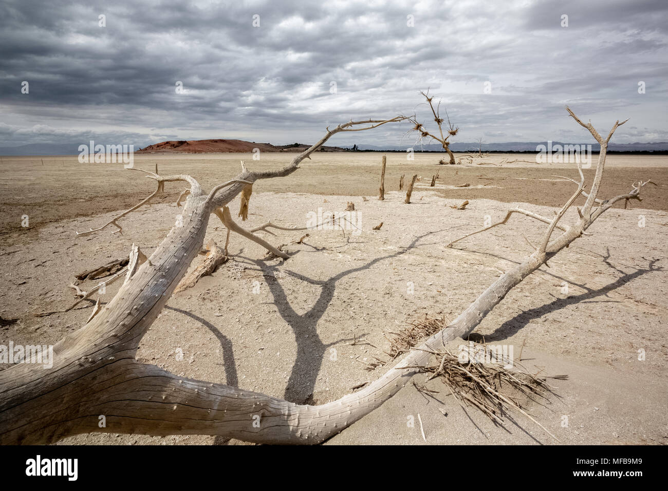 Barren landscape of dead trees on a dry sea bed at the Salton Sea Stock ...