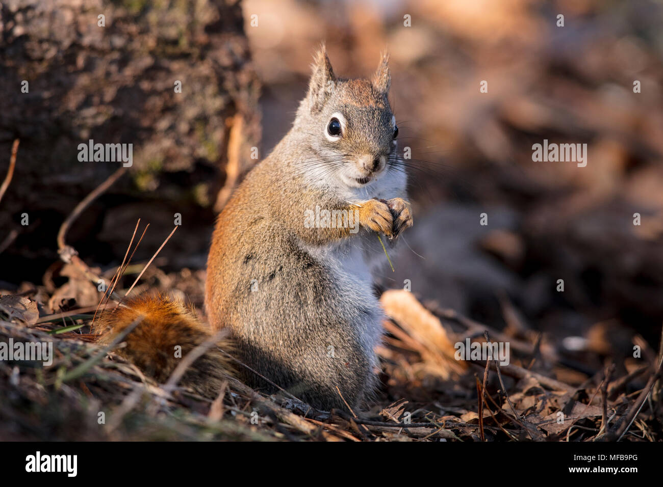 Squirrels in canada hi-res stock photography and images - Alamy
