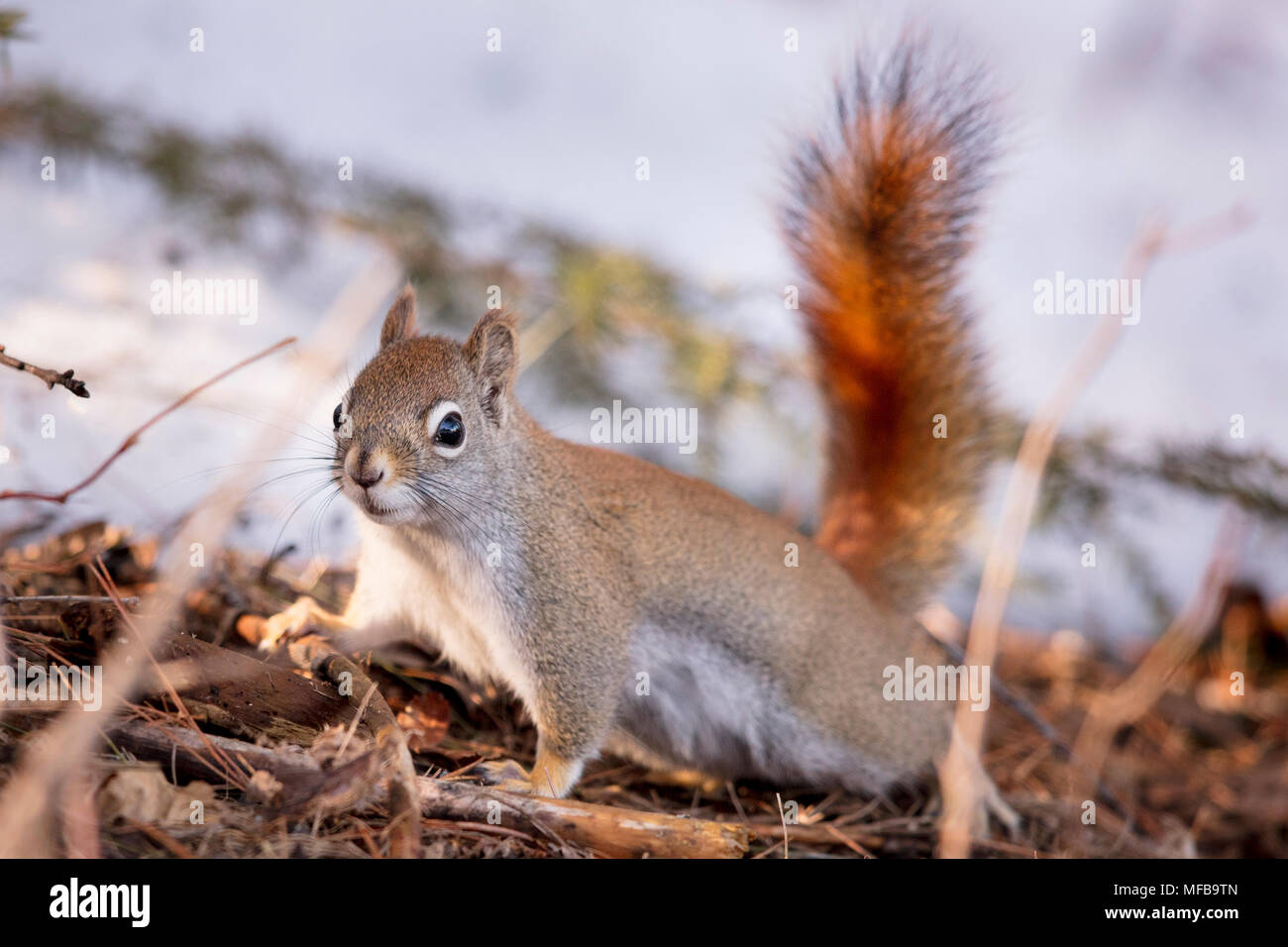 MAYNOOTH, ONTARIO, CANADA - April 23, 2018: A red squirrel ...