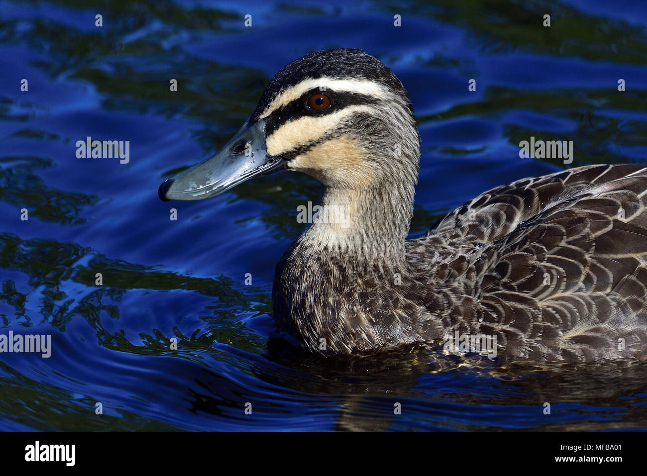 Queensland Pacific Black Duck High Resolution Stock Photography and ...