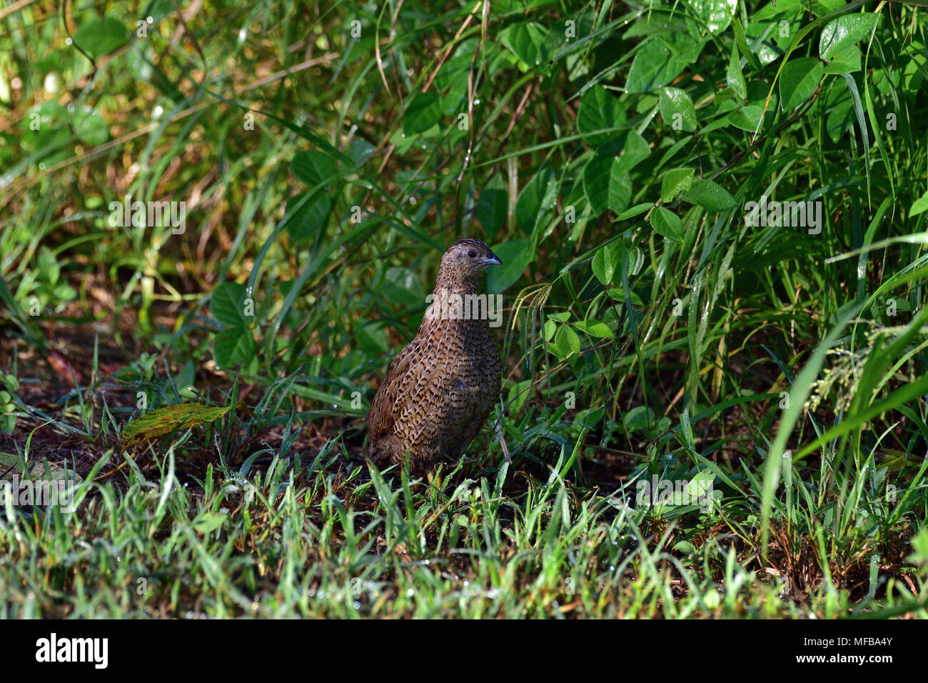 Quail Coturnix High Resolution Stock Photography and Images - Alamy