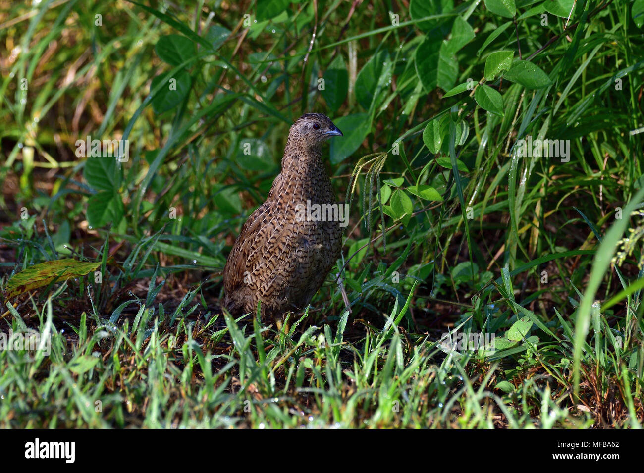 Quail Coturnix High Resolution Stock Photography and Images - Alamy