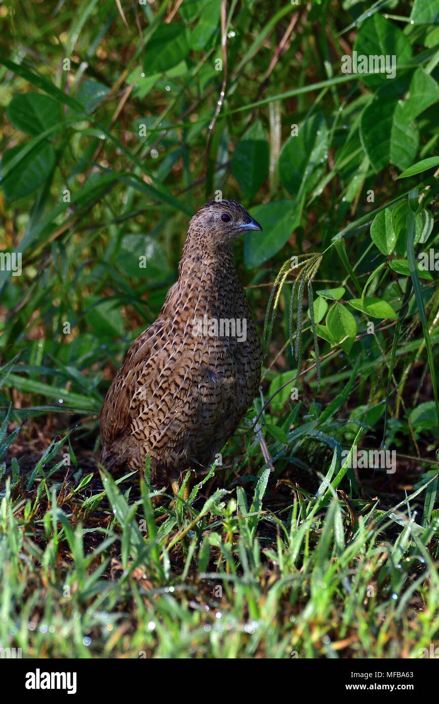 Quail Coturnix High Resolution Stock Photography and Images - Alamy