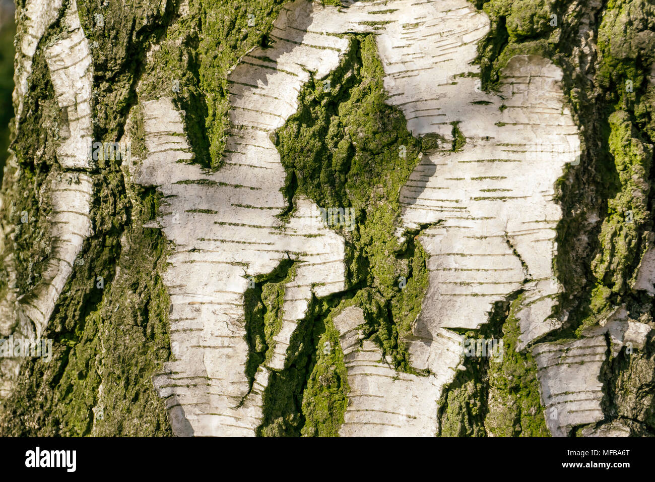 White color tree hi-res stock photography and images - Alamy