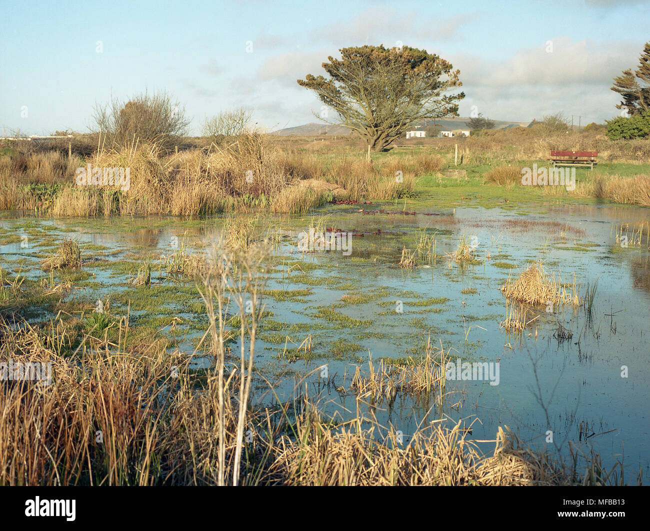 Pendeen Village Pond, Cornwall UK Stock Photo - Alamy