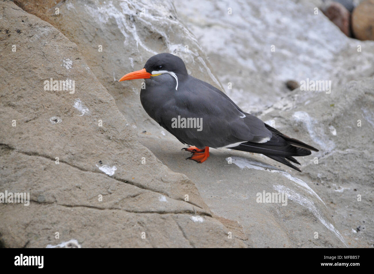 Inca bird hi-res stock photography and images - Alamy