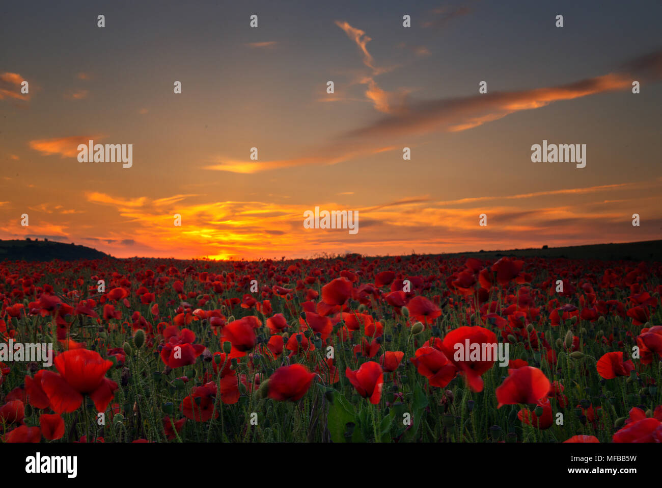 Photograph of the sun going down behind a beautiful field of red ...