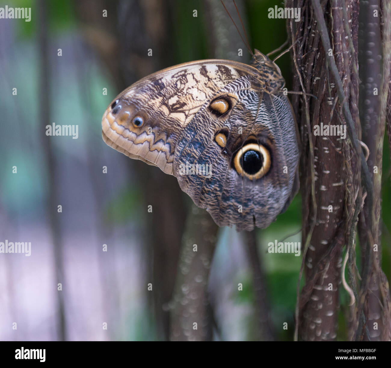 Insect calendar hi-res stock photography and images - Alamy