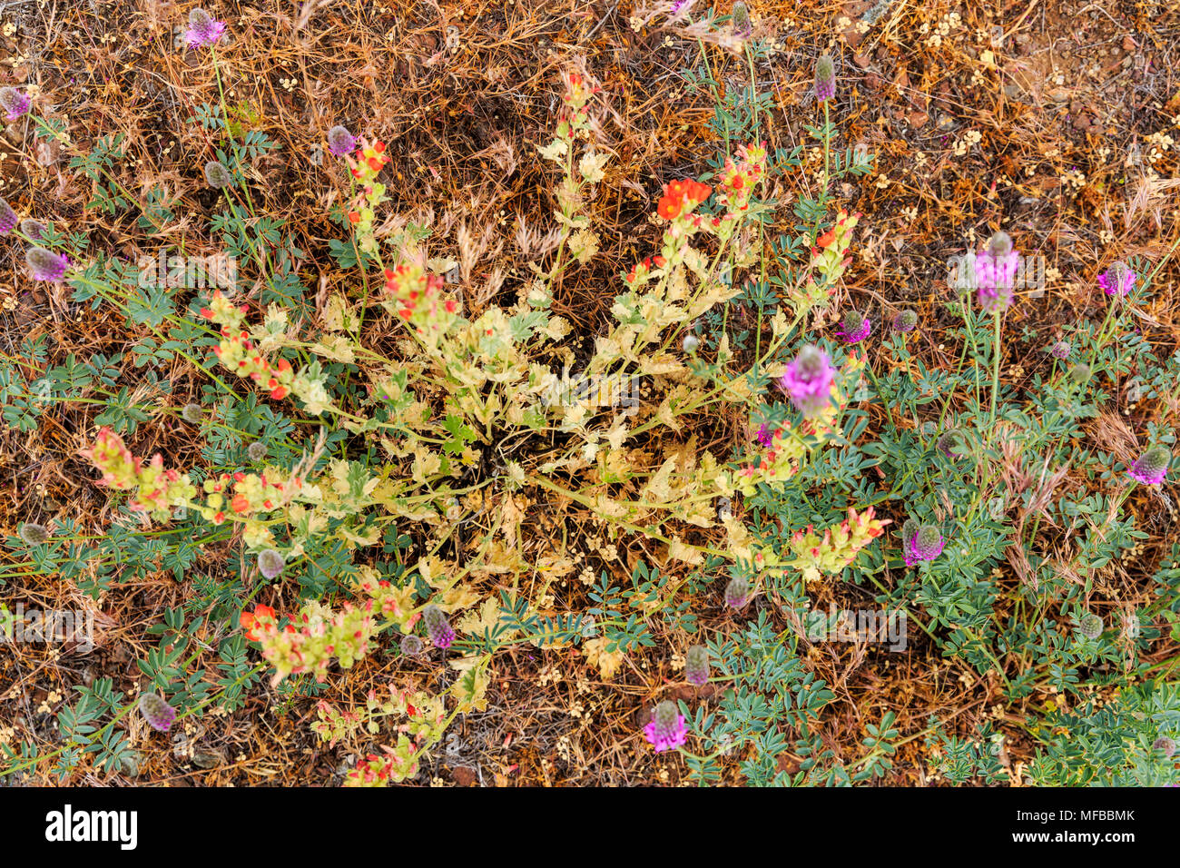 North America, United States, Oregon, Central Oregon, Redmond, Bend ...