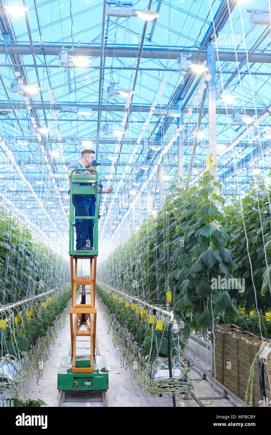 Workers Inspecting Plants in Greenhouse Stock Photo - Alamy