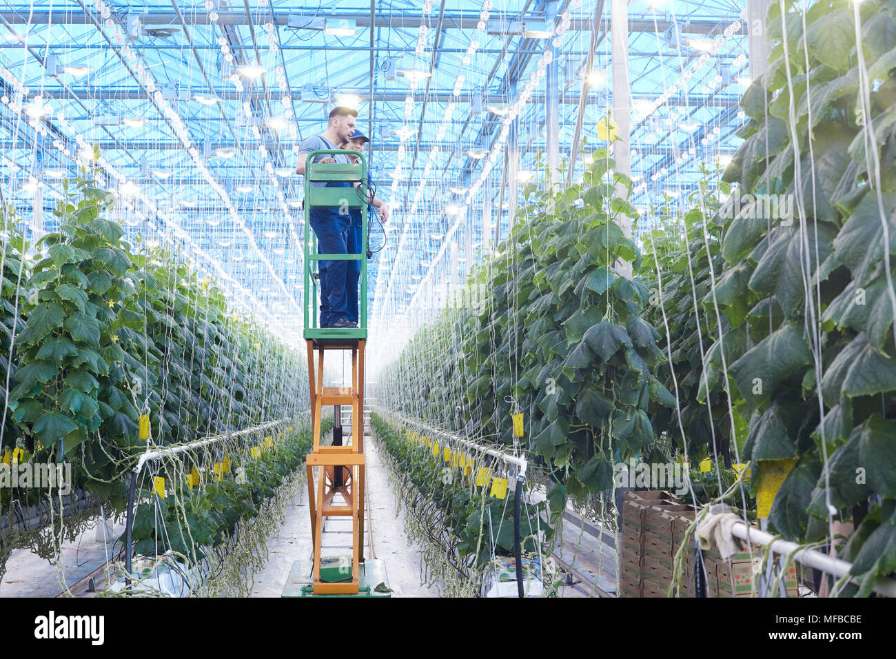 Farm Workers Inspecting Plants in Greenhouse Stock Photo - Alamy