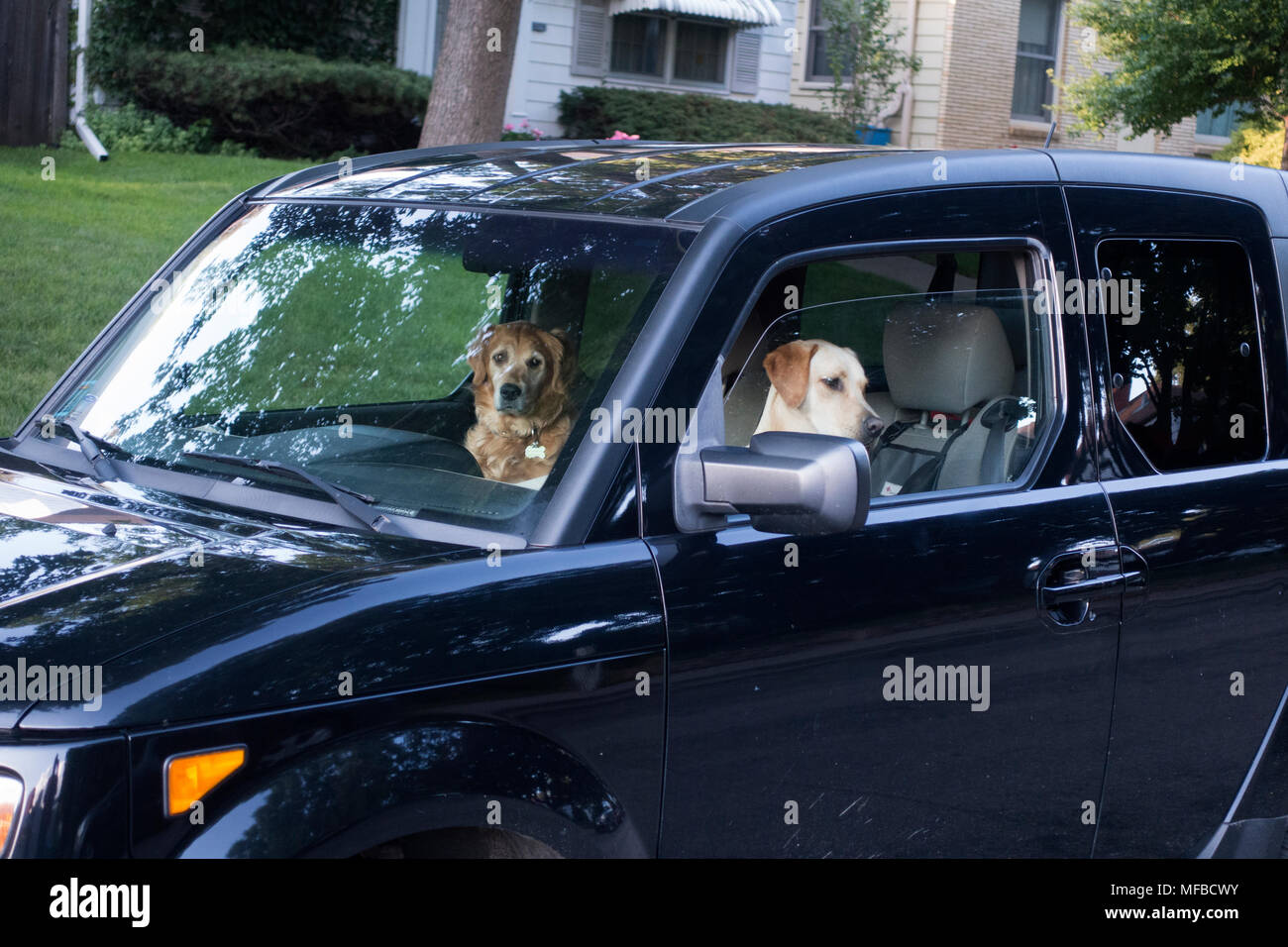 Dog checking side view mirror while out for a joy ride in a car with ...