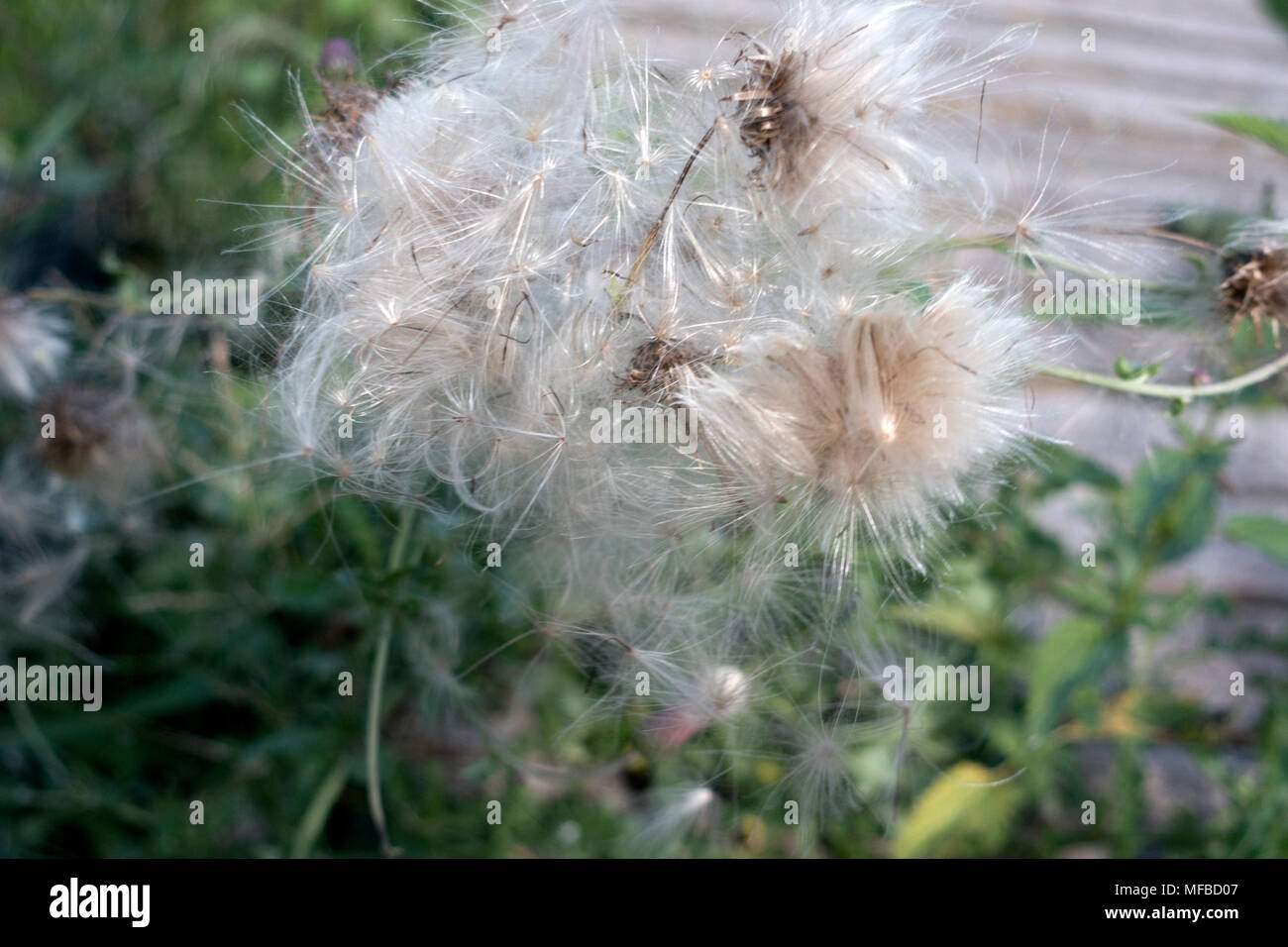 Beautiful feathering pod splits open when ripe scattering seeds ...