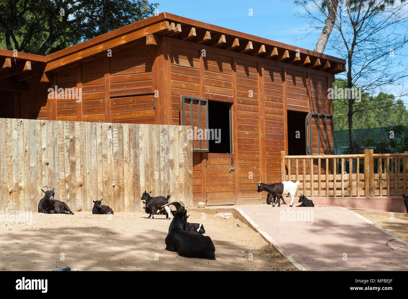 Little farm with goats Stock Photo - Alamy