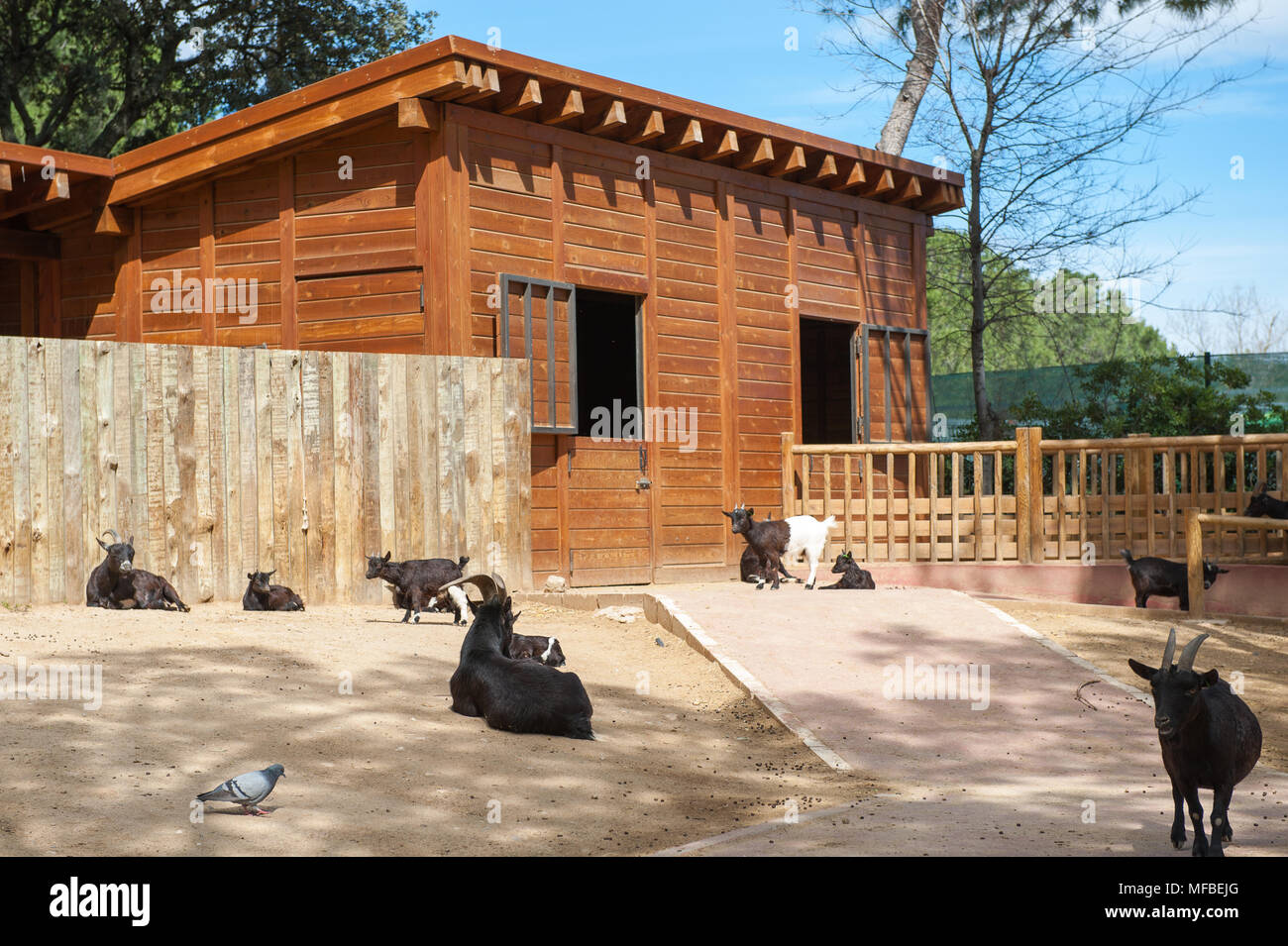 Little farm with goats Stock Photo - Alamy