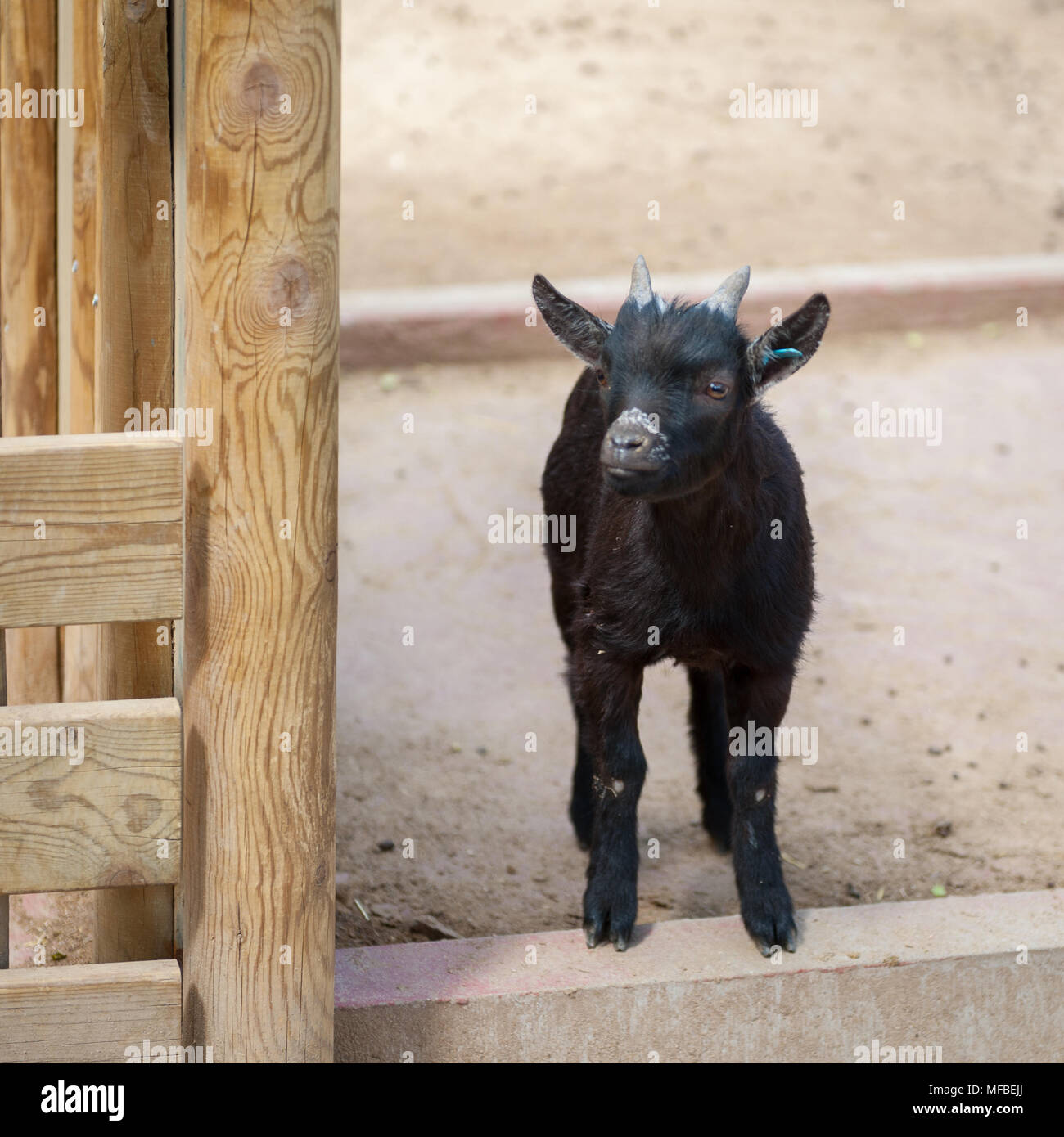 Big ear goat hi-res stock photography and images - Alamy